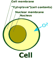 Oxygen4Cells.com - Cellular Oxygen From Parent Essential Oils